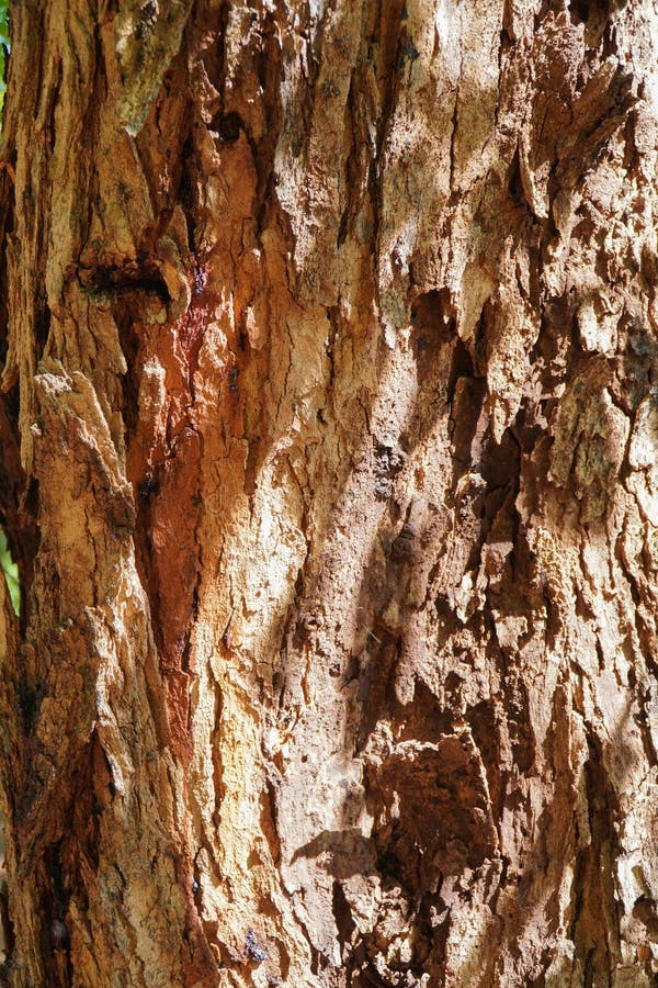 Native Asian Tree with Ruff Bark and Outer Layer with Unique Patterns ...