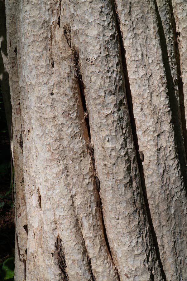 Native Asian Tree with Ruff Bark and Outer Layer with Unique Patterns ...
