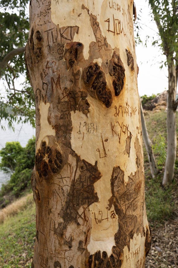 Native Asian Tree with Ruff Bark Patterns Covered in Thai Graffiti Over ...