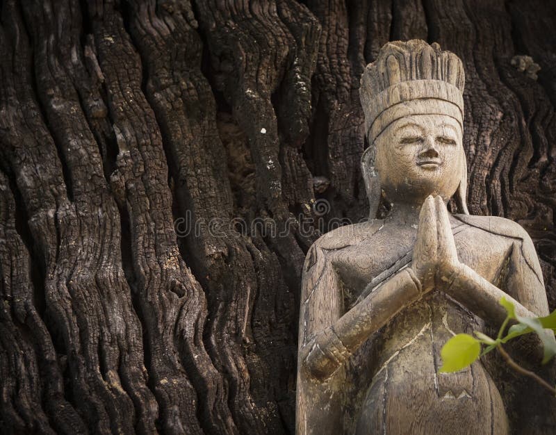 Native Asian Tree with Ruff Bark Patterns and Texture with Ancient ...