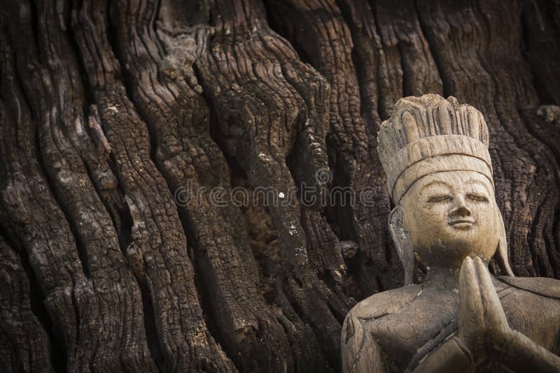 Native Asian Tree with Ruff Bark Patterns and Texture with Ancient ...