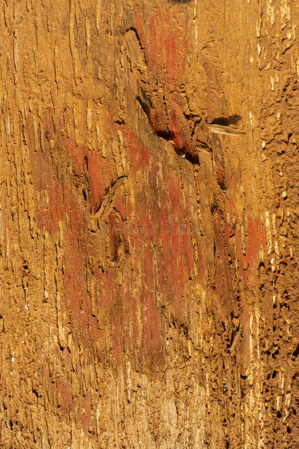 Native Asian Tree with Ruff Bark Patterns and Texture Cause by Trunk ...