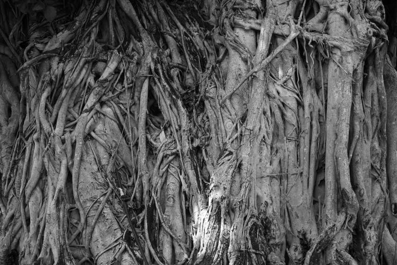 Native Asian Tree with Ruff Bark Patterns and Texture Cause by Trunk ...