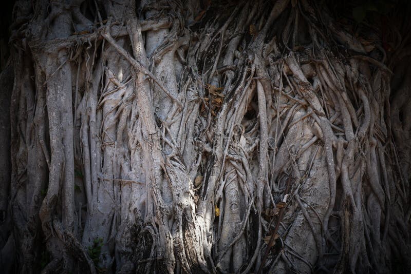 Native Growth Wildlife Habitat Protection Area Sign Stock Image - Image ...