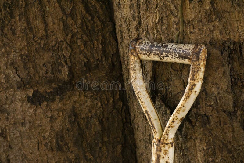 Native Asian Tree with Ruff Bark Patterns and Texture with Old Rusty ...