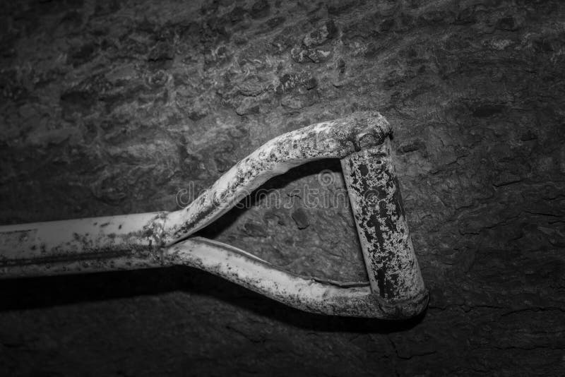 Native Asian Tree with Ruff Bark Patterns and Texture with Old Rusty ...