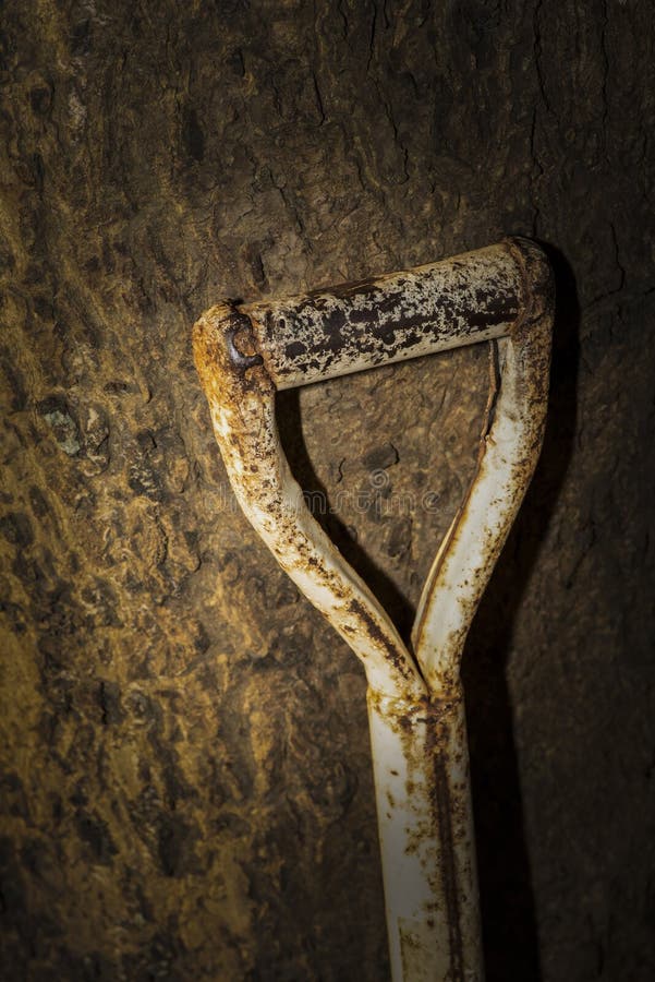 Native Asian Tree with Ruff Bark Patterns and Texture with Old Rusty ...