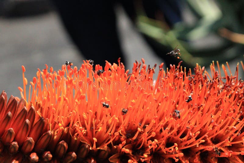 Native Australian Bees on Red Wattle Flower Stock Image - Image of ...