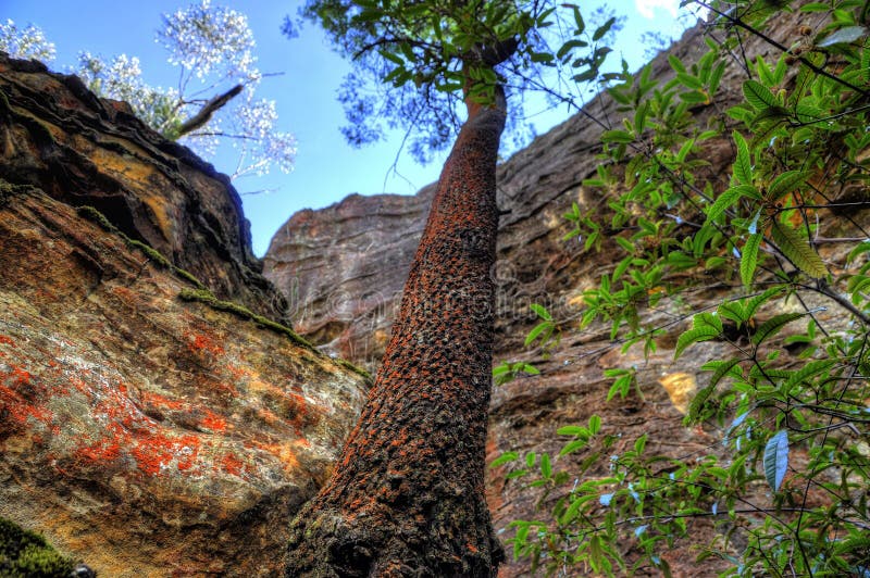 Native Australian Bush stock photo. Image of native, bush - 71707660