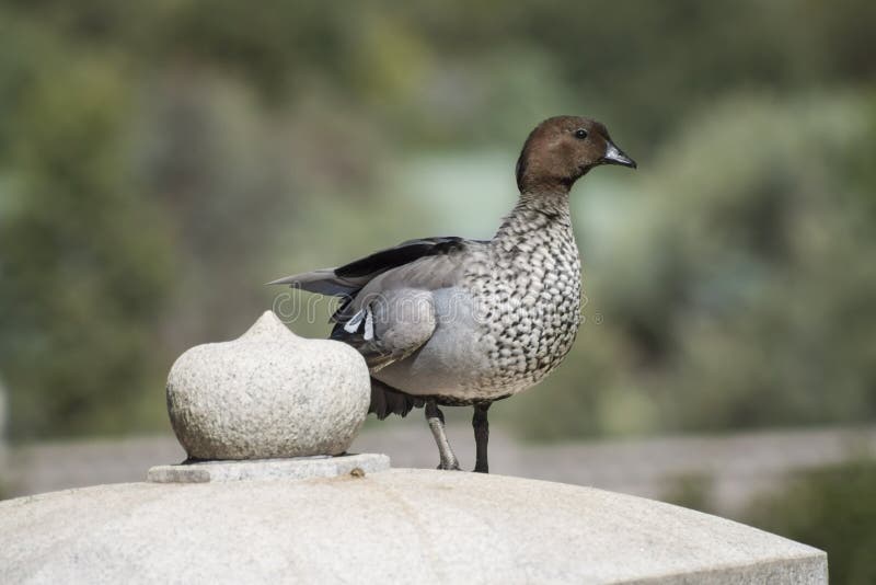 Native Australian Duck stock image. Image of black, australian - 67824109