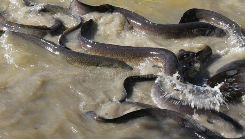 Native Australian Eels stock photo. Image of native, australian - 25092120