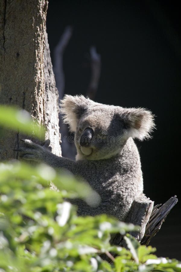 Native Australian Koala stock image. Image of climb, native - 2096229