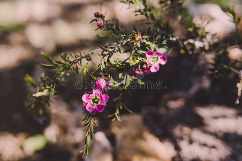 Native Australian Tea Tree in Bloom with Pink Flowers Stock Image ...