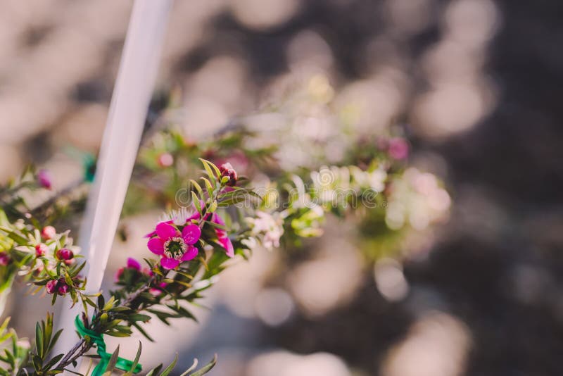 Native Australian Tea Tree in Bloom with Pink Flowers Stock Photo ...