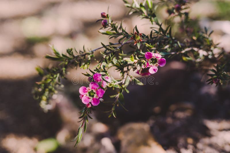 Native Australian Tea Tree in Bloom with Pink Flowers Stock Photo ...