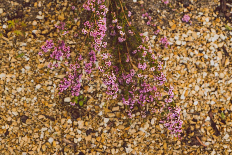 Native Australian Tea Tree in Bloom with Pink Flowers Stock Photo ...
