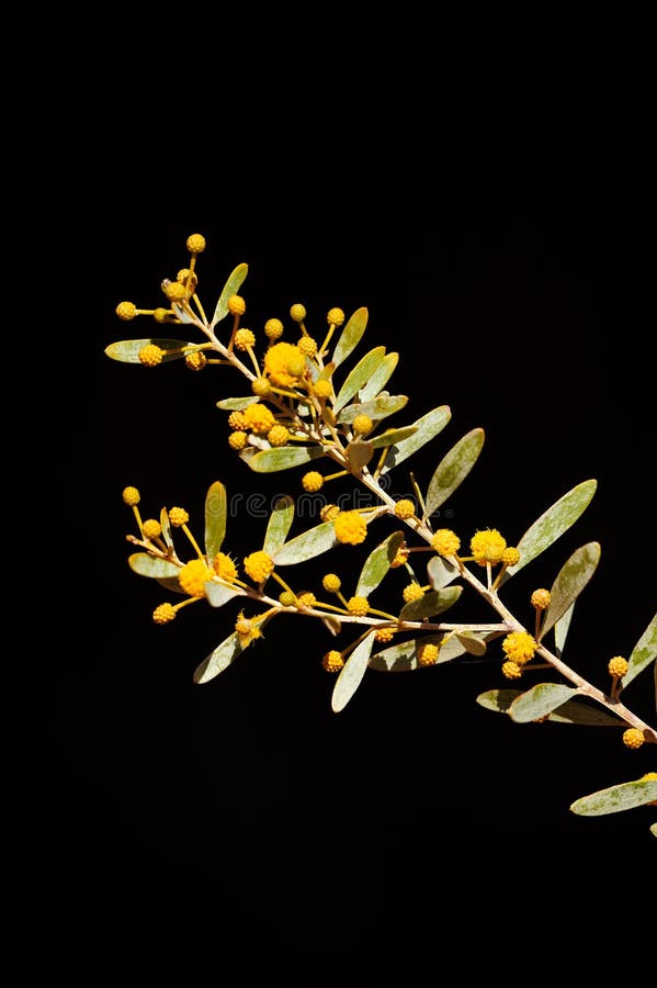 Native Australian Wattle stock image. Image of acacia - 32715501
