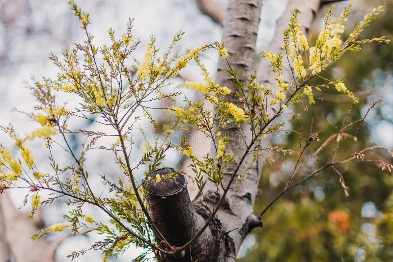 Native Australian Wattle Tree about To Bloom Stock Image - Image of ...