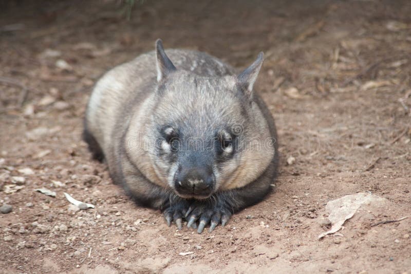 Australia: Wombat Mother and Baby Stock Photo - Image of young ...