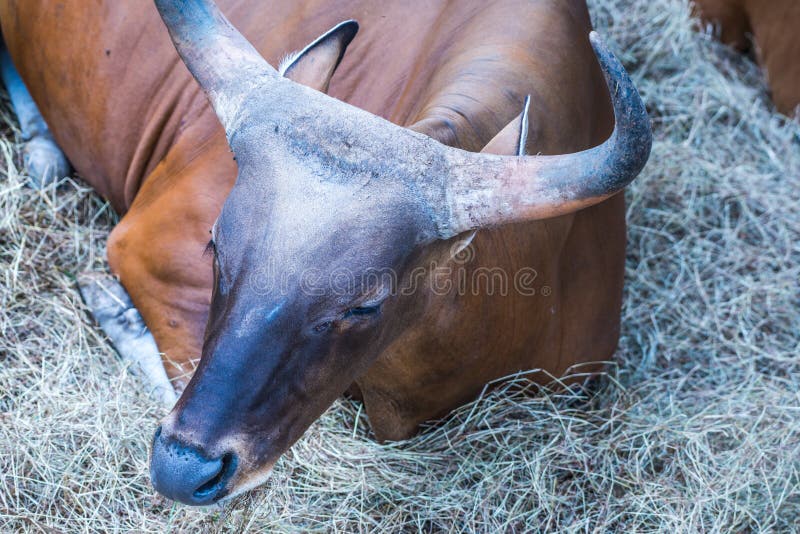 Native Banteng on ground stock photo. Image of head - 246782310