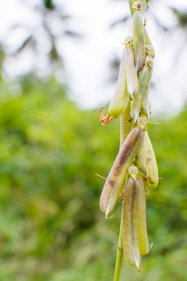 Native beans stock image. Image of native, nature, tropical - 96929473