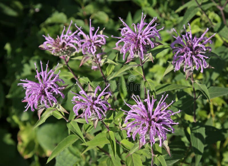 Native Bee Balm stock image. Image of purple, nature - 26565733