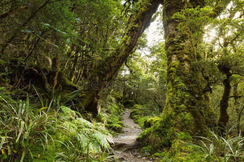 New Zealand native forest stock image. Image of grow - 13030149