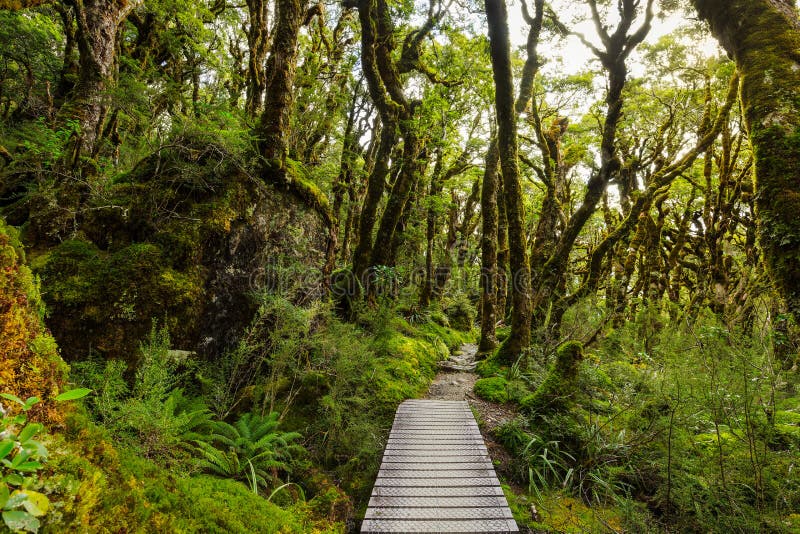 Native Beech Forest, New Zealand Stock Image - Image of walks, track ...