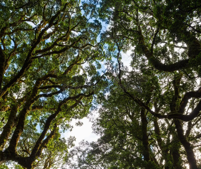Native beech forest stock image. Image of zealand, bush - 67023465