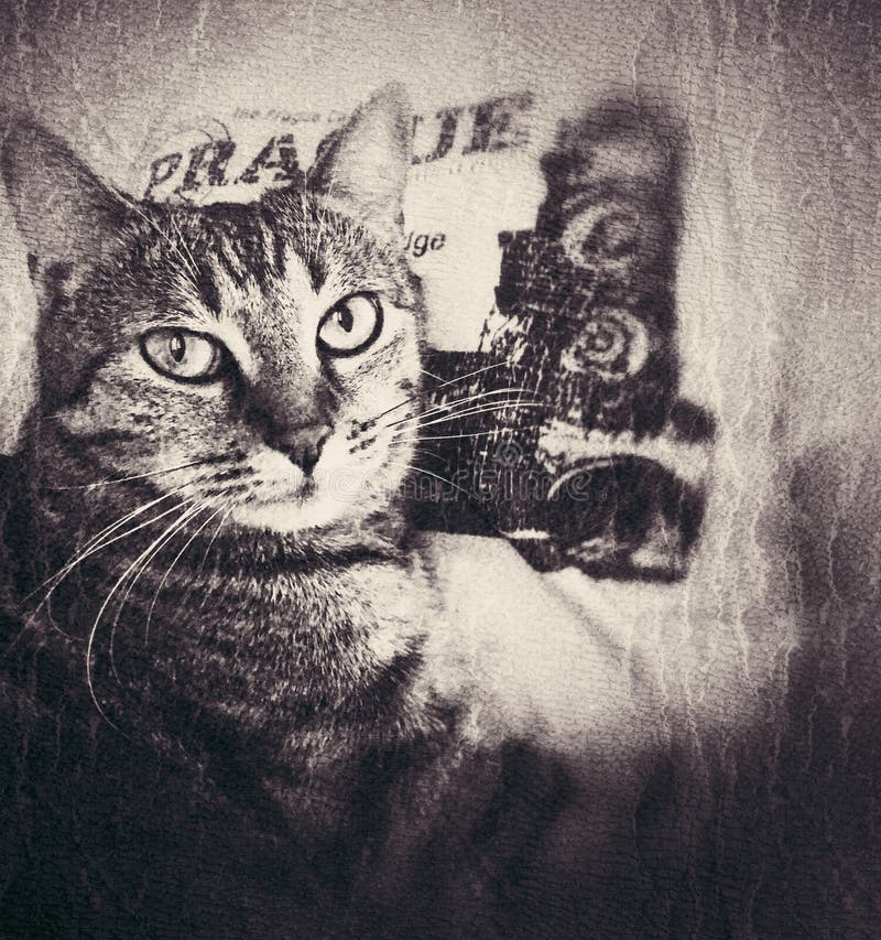 Purina Cat Chow Old Packaging Stock Photos - Free & Royalty-Free Stock ...