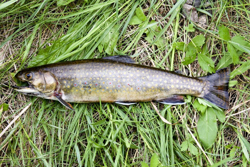 Native brook trout stock image. Image of catch, natural - 24936231