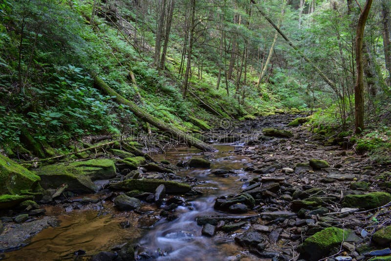Native Brook Trout Stream. stock photo. Image of native - 74623988