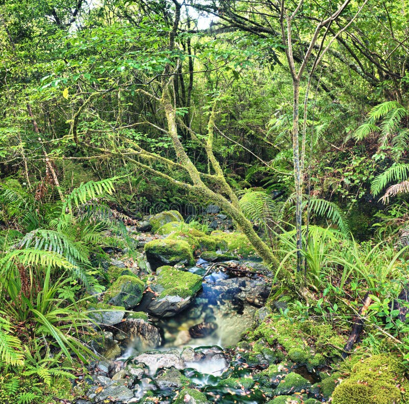 Native bush stock image. Image of forest, jungle, bushes - 23758177