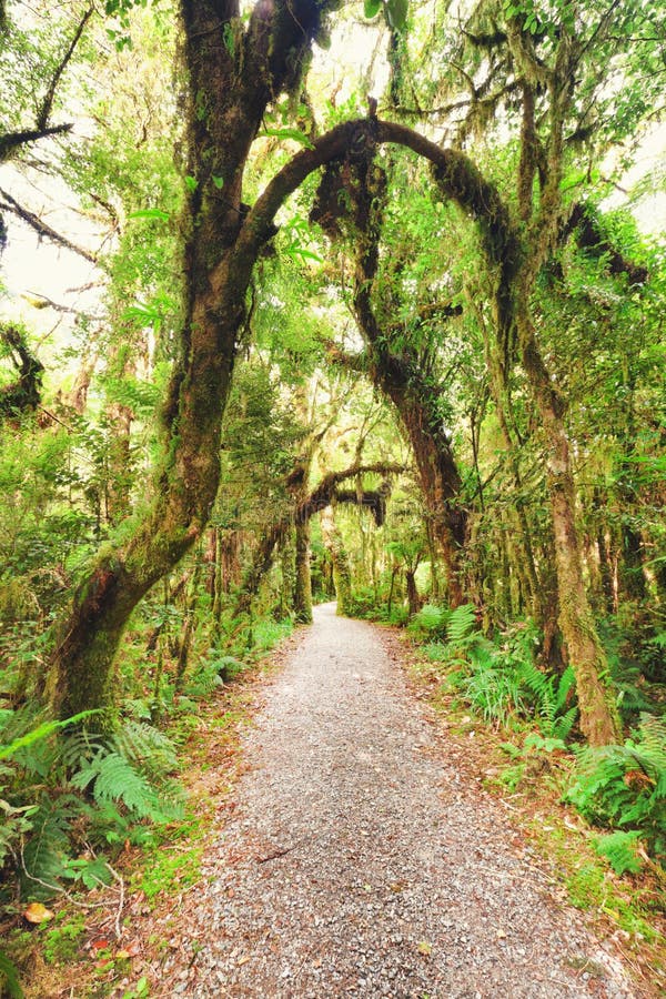 Native bush stock photo. Image of rainforest, magic, path - 23808848