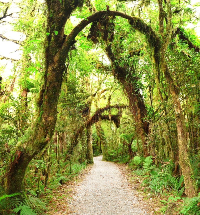 Native bush stock photo. Image of plant, nature, rainforest - 23915628