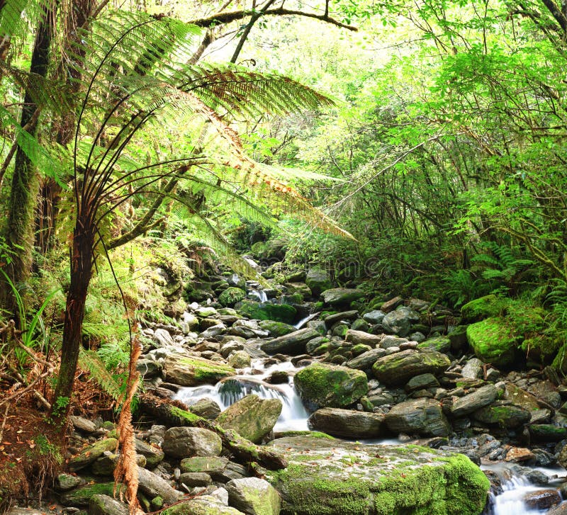 Rainforest River stock photo. Image of tranquil, green - 2985984