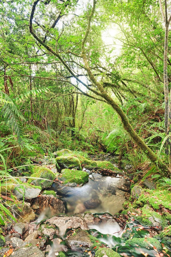 Native bush stock image. Image of bushes, forest, landscape - 25333073