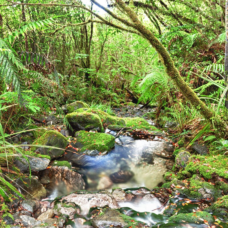 Native bush stock image. Image of natural, scene, forest - 25642287
