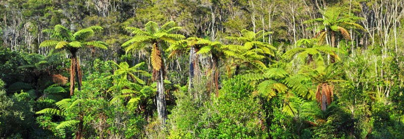 Native Bush Background Panorama, New Zealand Stock Image - Image of ...