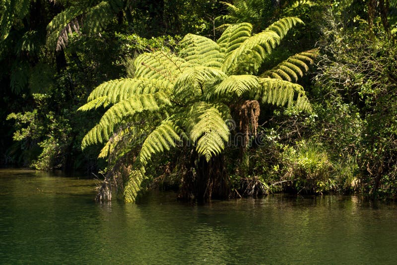 Punga fern by the lake stock photo. Image of growth, ponga - 7614882