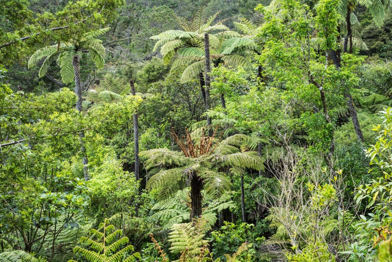 Native bush, New Zealand stock photo. Image of jungle - 83988666