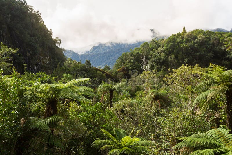 Native bush of New Zealand stock photo. Image of bush - 56720918
