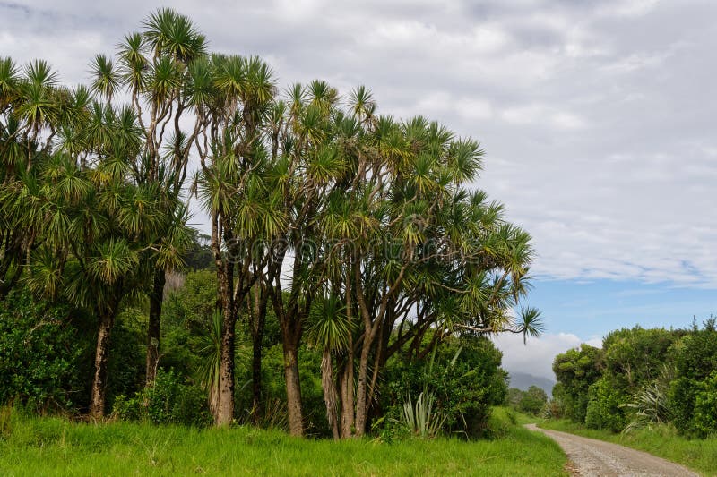 Native Bush Rolls Down a Hill, a Stand of Cabbage Trees is at the Front ...