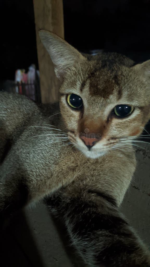 This is a Native Cat from Indonesia Whose Cuteness is Different from ...
