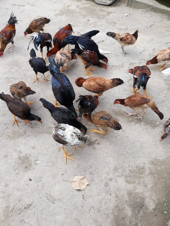 Native chicken in the farm stock image. Image of chicken - 155216839