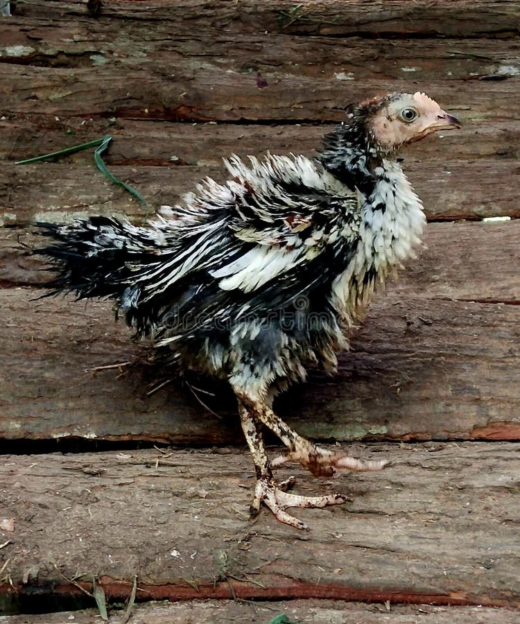 1,772 Native Chicken Stock Photos - Free & Royalty-Free Stock Photos ...