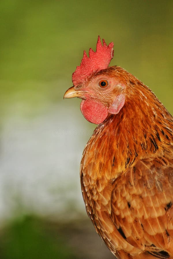 265 Native Chickens Stock Photos - Free & Royalty-Free Stock Photos ...