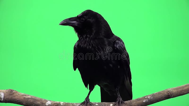 Native Crow on Green Screen. Realistic Crow Movements for Editing ...