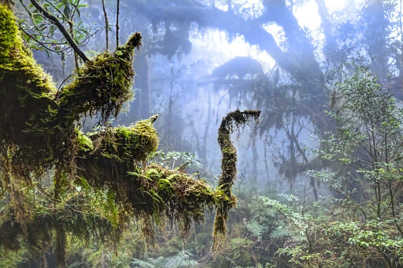 Native Cypress Forest in Taiwan Stock Image - Image of greenery ...