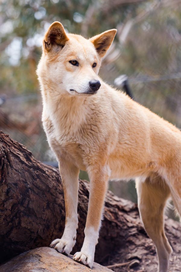 Native dingo dogs stock image. Image of pointed, ocean - 106392307